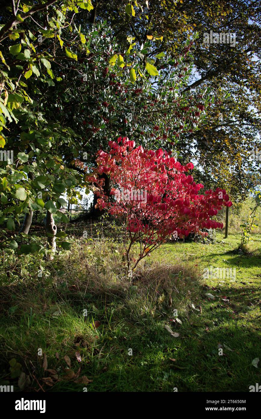 Native spindle tree hi-res stock photography and images - Alamy