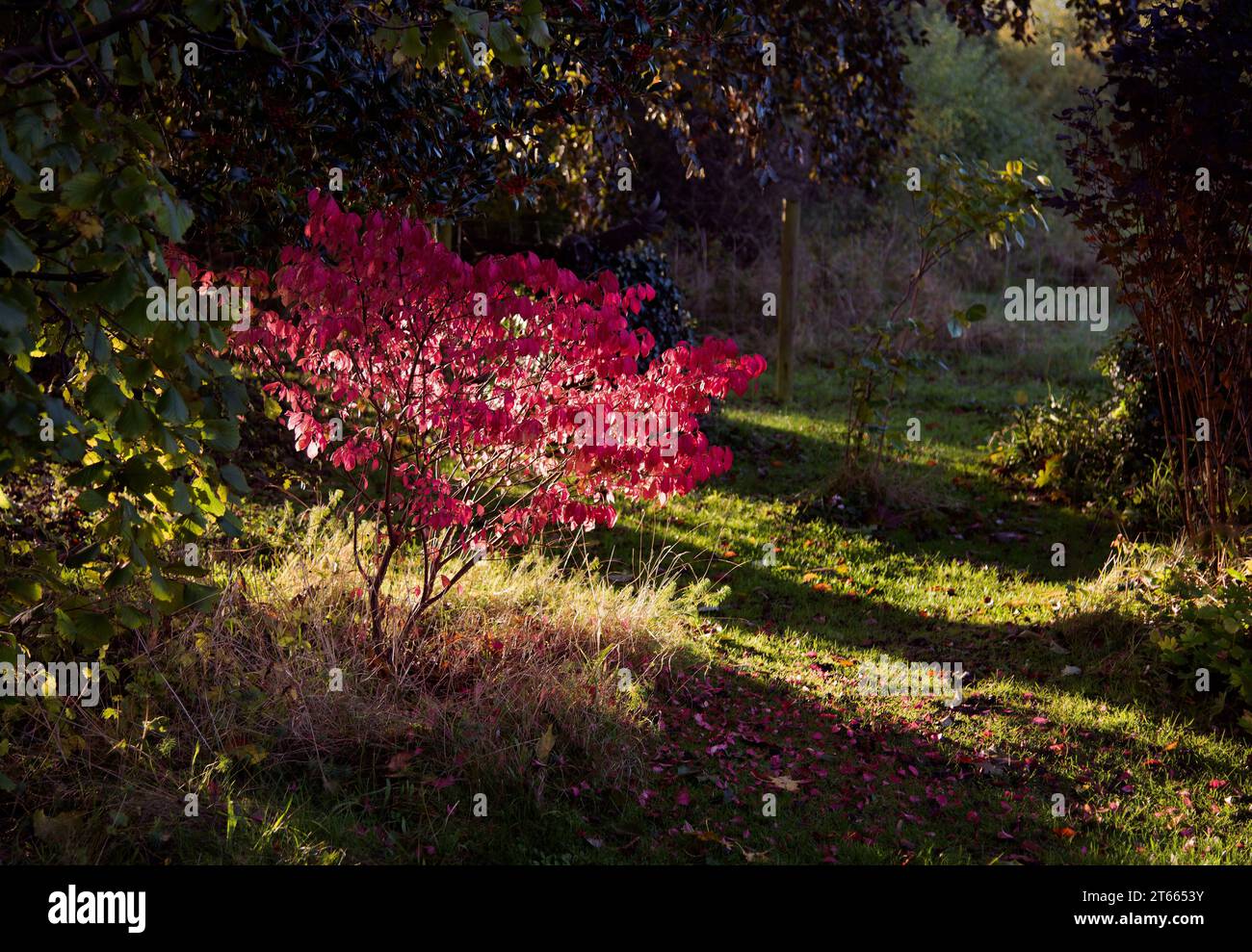 Native spindle tree hi-res stock photography and images - Alamy