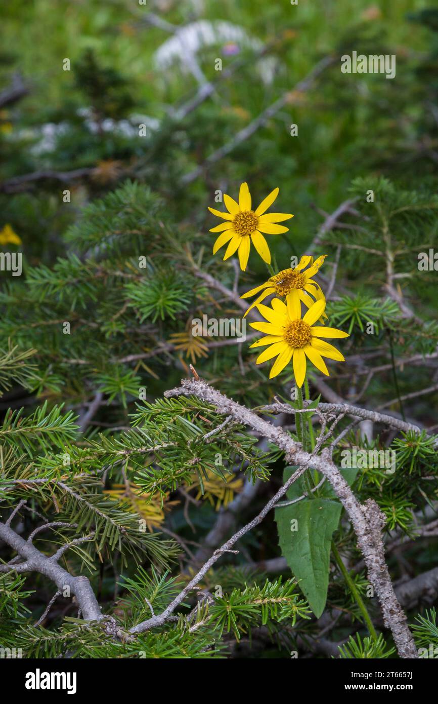 Yellow daisy wildflowers growing amid pine needles at the Medicine Bow ...