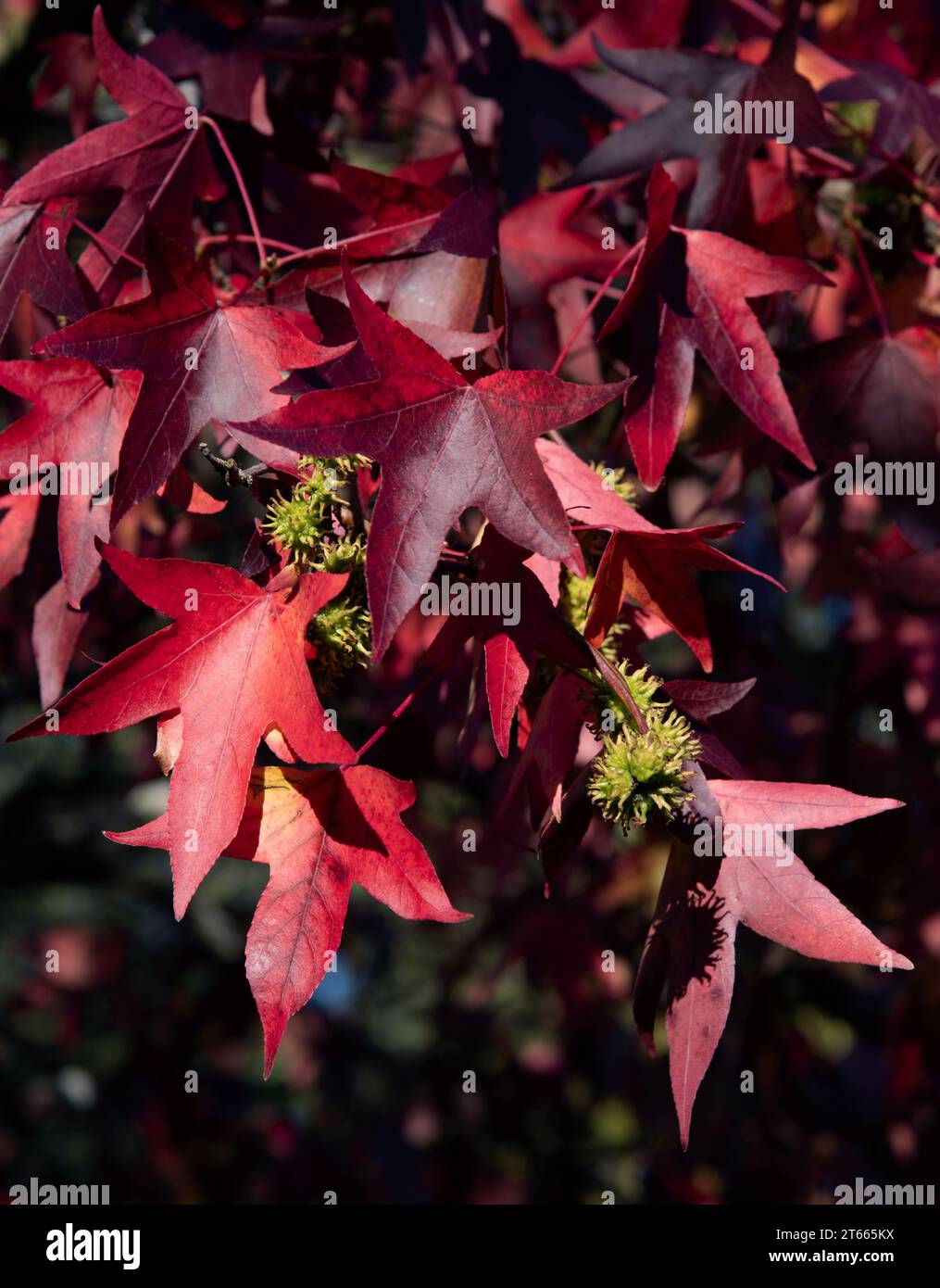 Liquidambar styraciflua, the sweet gum, with its spiky green seed-balls ...