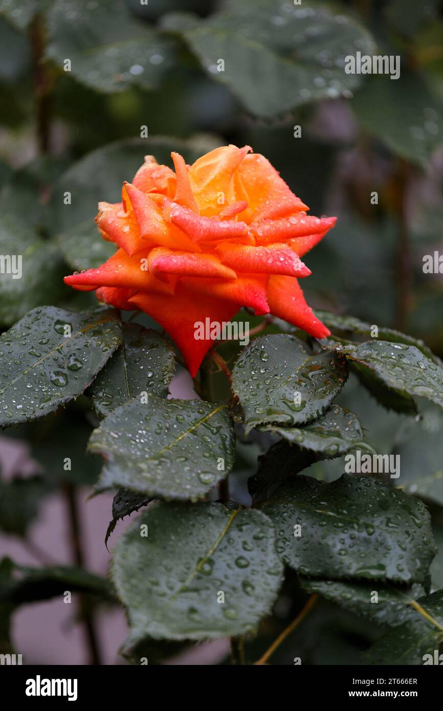 Bright orange roses in raindrops, close-up. Floral background Stock ...