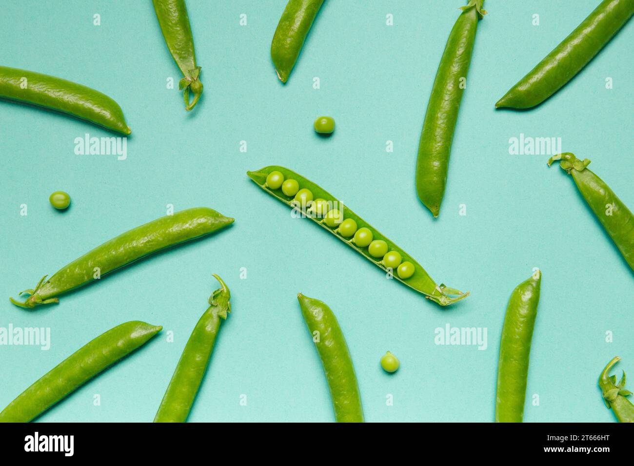 Open and closed pods of fresh green peas, scattered grains of organic ...