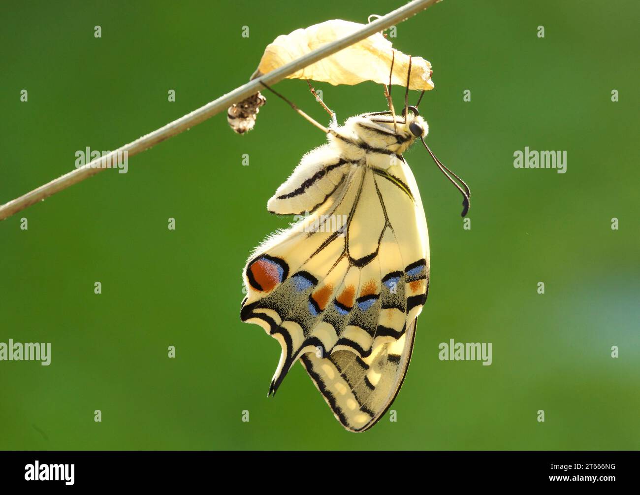 Flickering of a Butterfly Stock Photo - Alamy