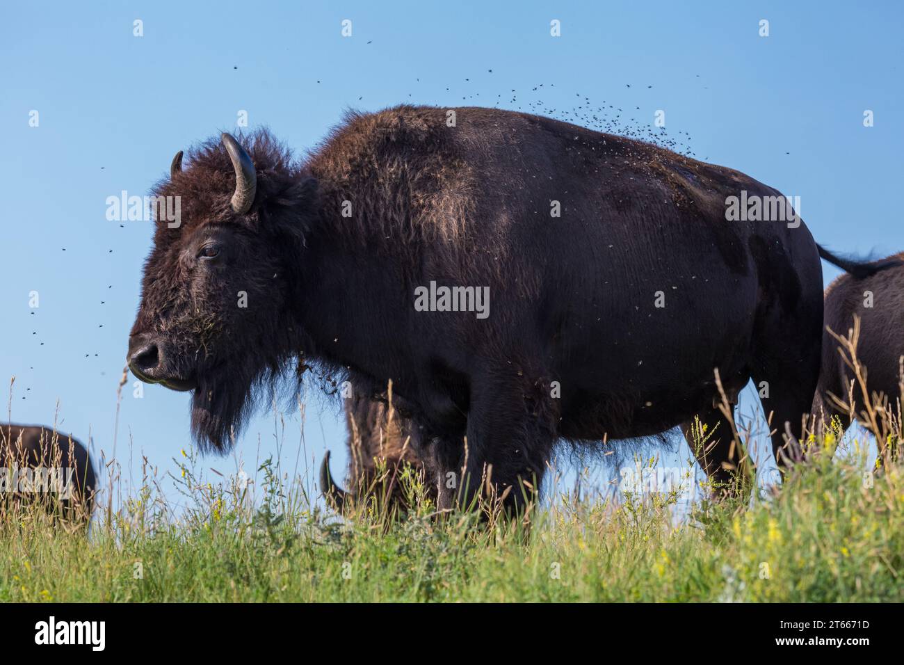 American Buffalo (Bison bison) standing in a grassland prairie at ...