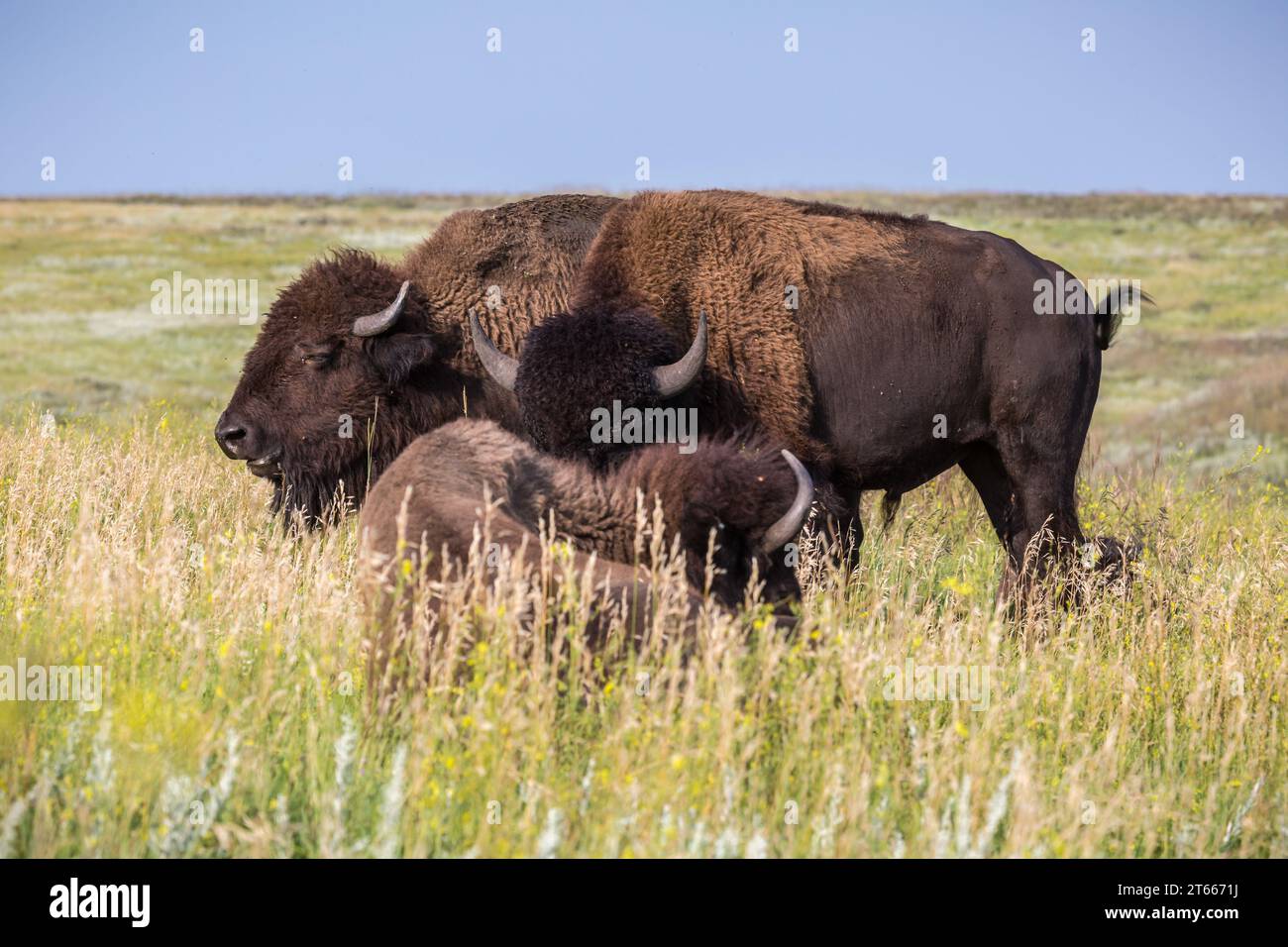 American Buffalo (Bison bison) standing in a grassland prairie at ...