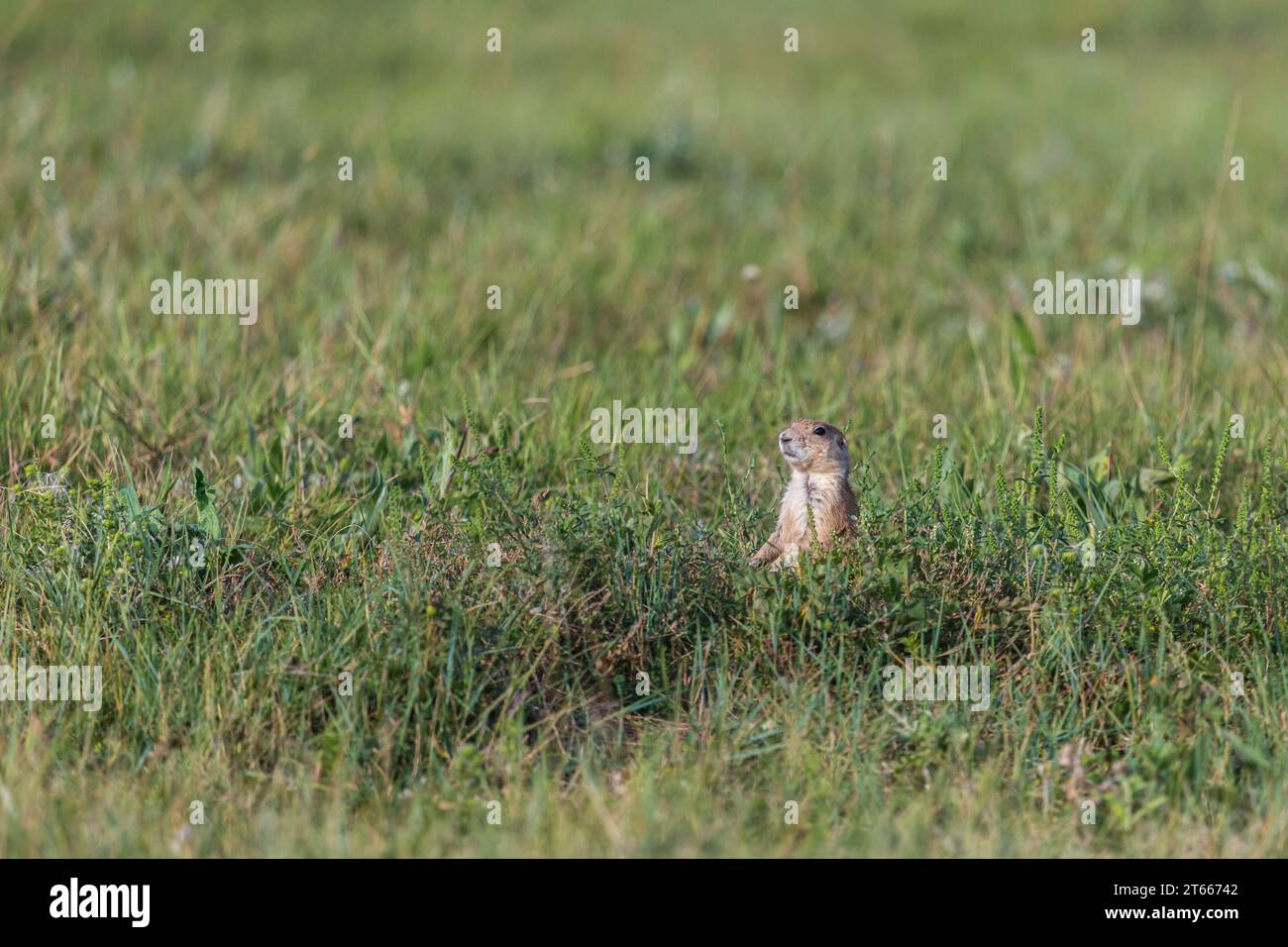 Black tailed prairie dog standing in a grassland prairie at Custer ...