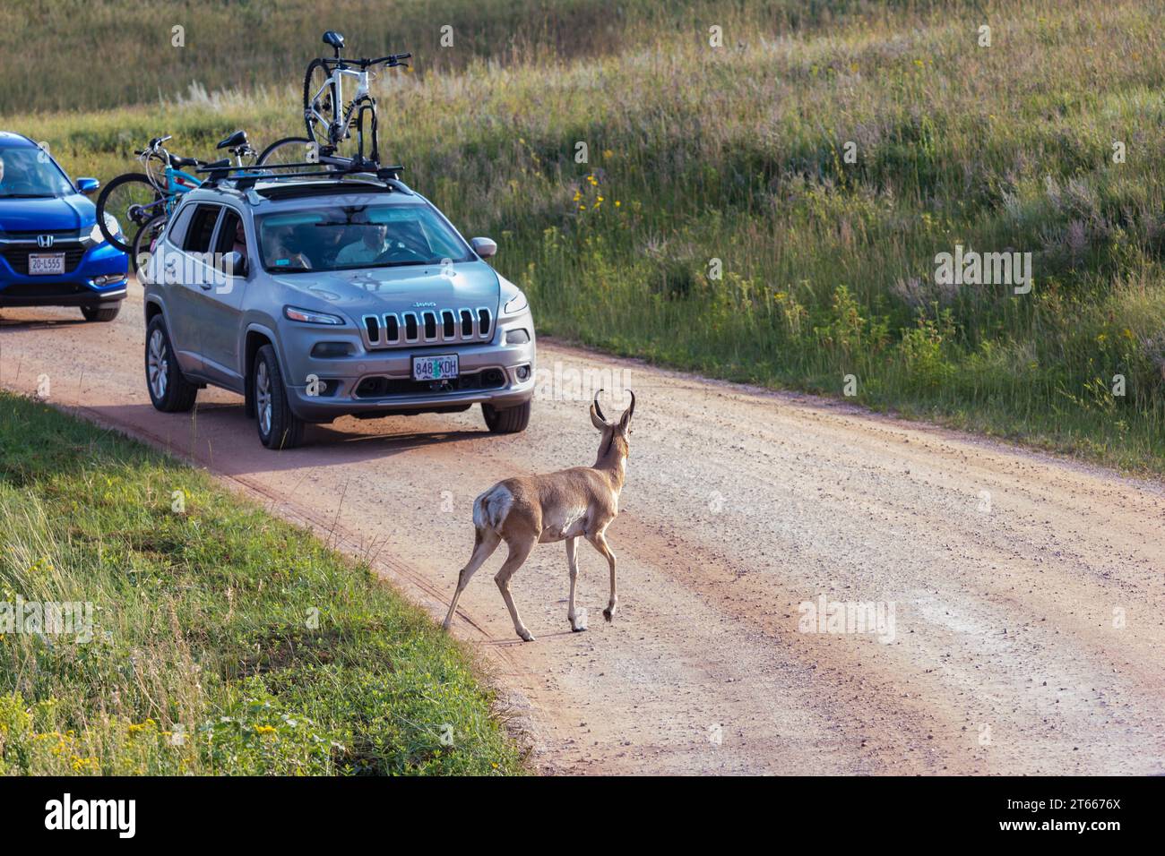 Pronghorn (Antilocapra americana) crossing a roadway in Custer State ...