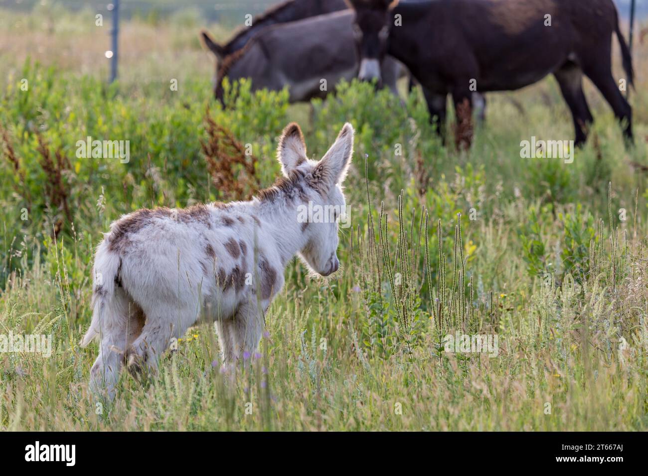 Feral donkey foal (Equus africanus) standing in a grassland prairie at ...