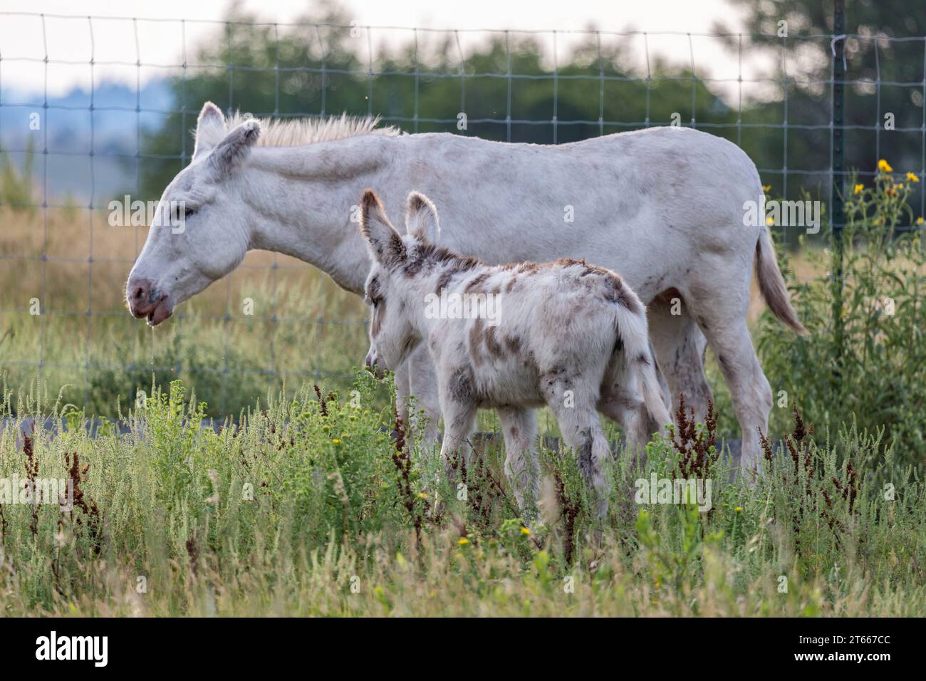 Feral donkey foal (Equus africanus) standing next to its mother in a ...