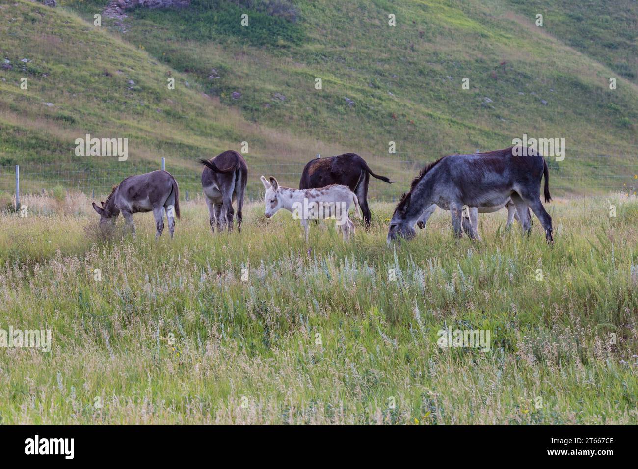 Feral donkeys (Equus africanus) standing next to its mother in a ...