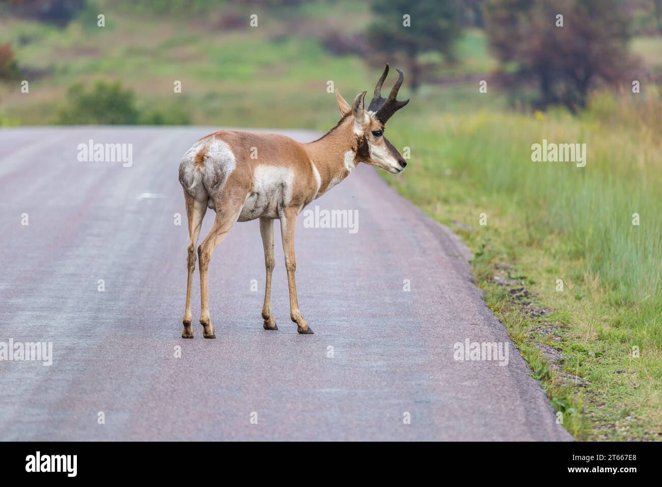 Pronghorn (Antilocapra americana) standing on a roadway in Custer State ...