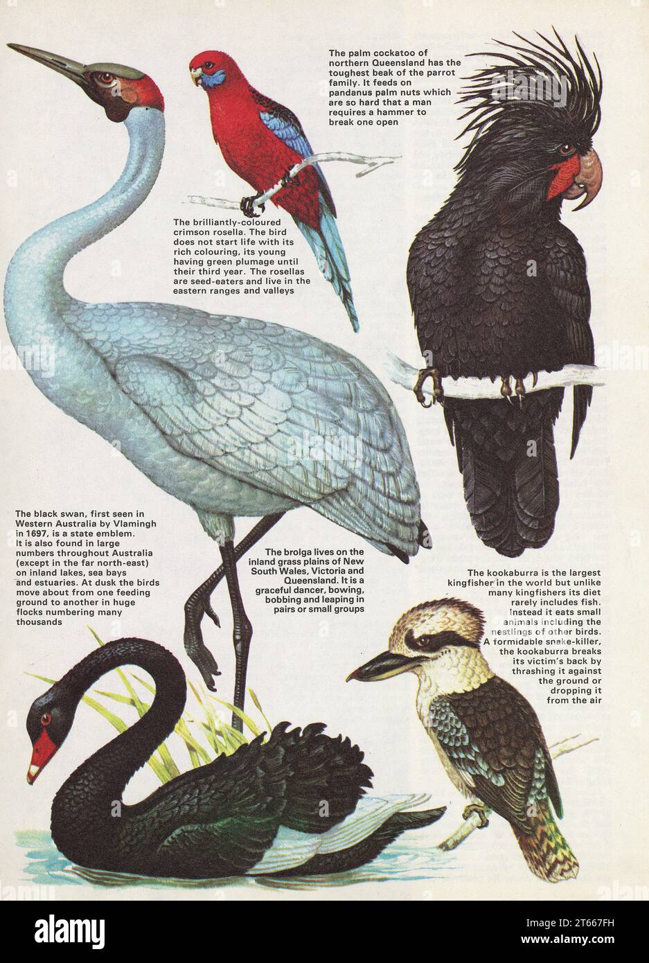 EARLY ARTWORK BY UNKNOWN ARTIST OF FIVE WELL-KNOWN AUSTRALIAN BIRDS ...