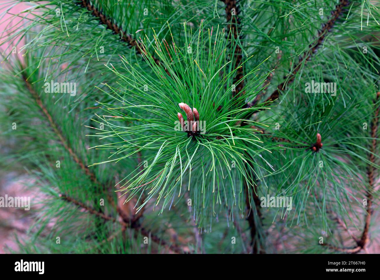 Close-up of Pine Bud Stock Photo - Alamy