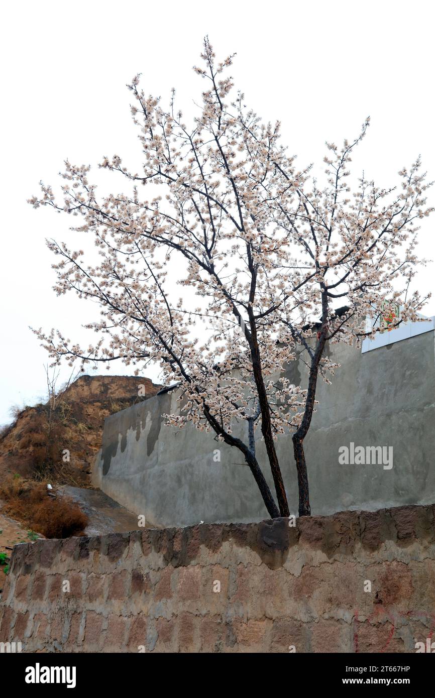 Apricot trees in mountain villages Stock Photo - Alamy