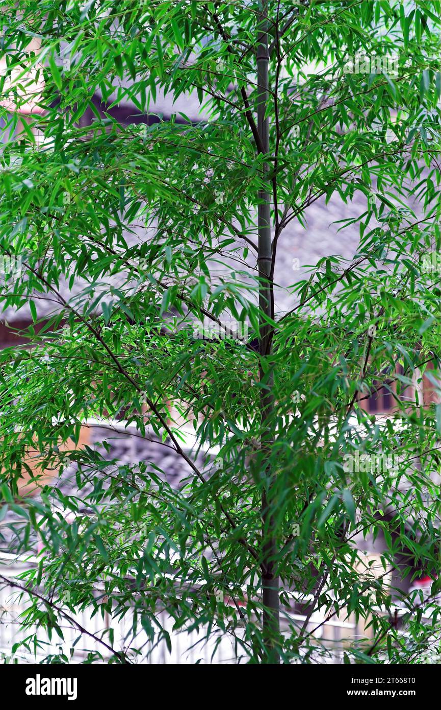 龙胜镇 (龙胜县) 中國 Longsheng, Longji Ping'an Zhuang, China; Bambusa; Bamboo ...