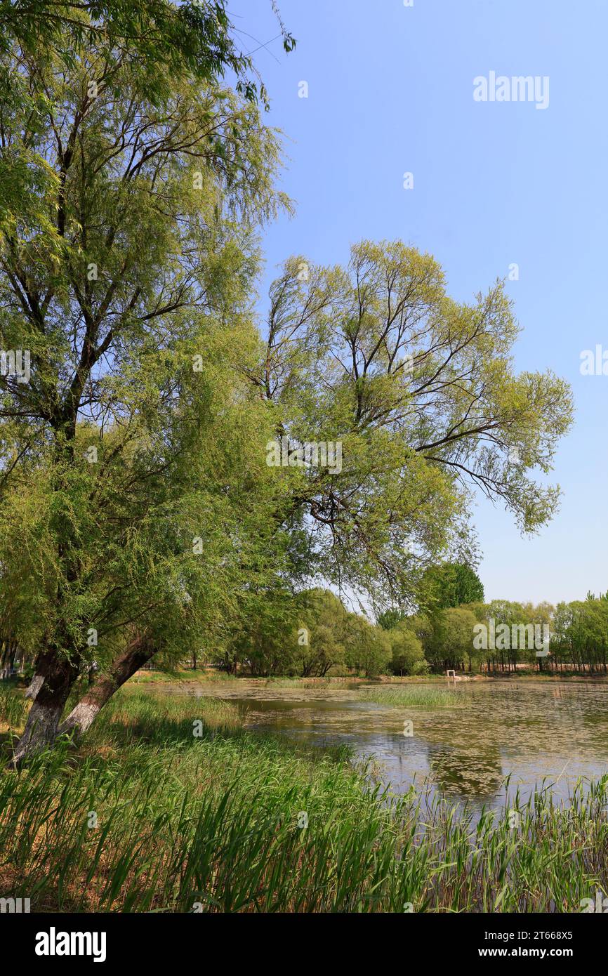Riverside weeds hi-res stock photography and images - Alamy