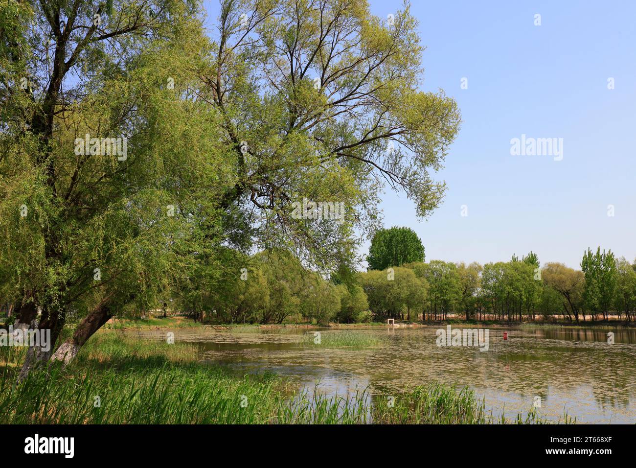 Riverside weeds hi-res stock photography and images - Alamy