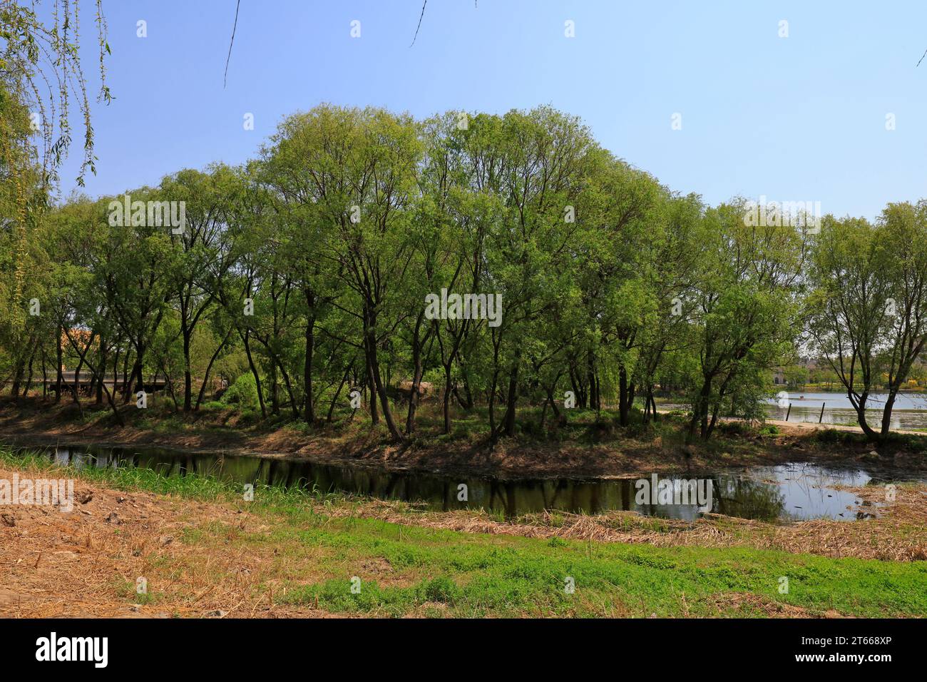 Weeping willows and weeds, riverside natural scenery Stock Photo - Alamy