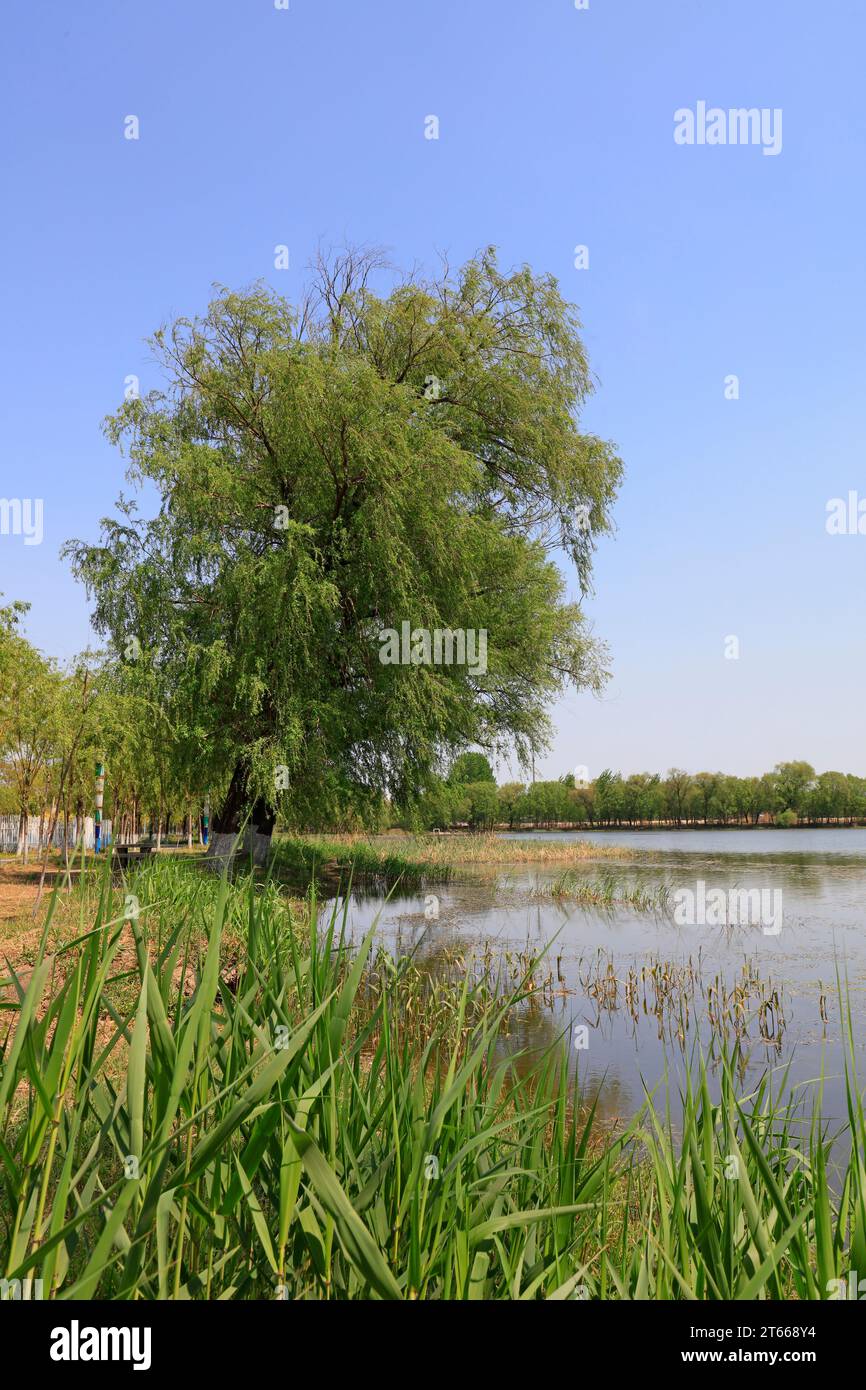 Weeping willows and weeds, riverside natural scenery Stock Photo - Alamy