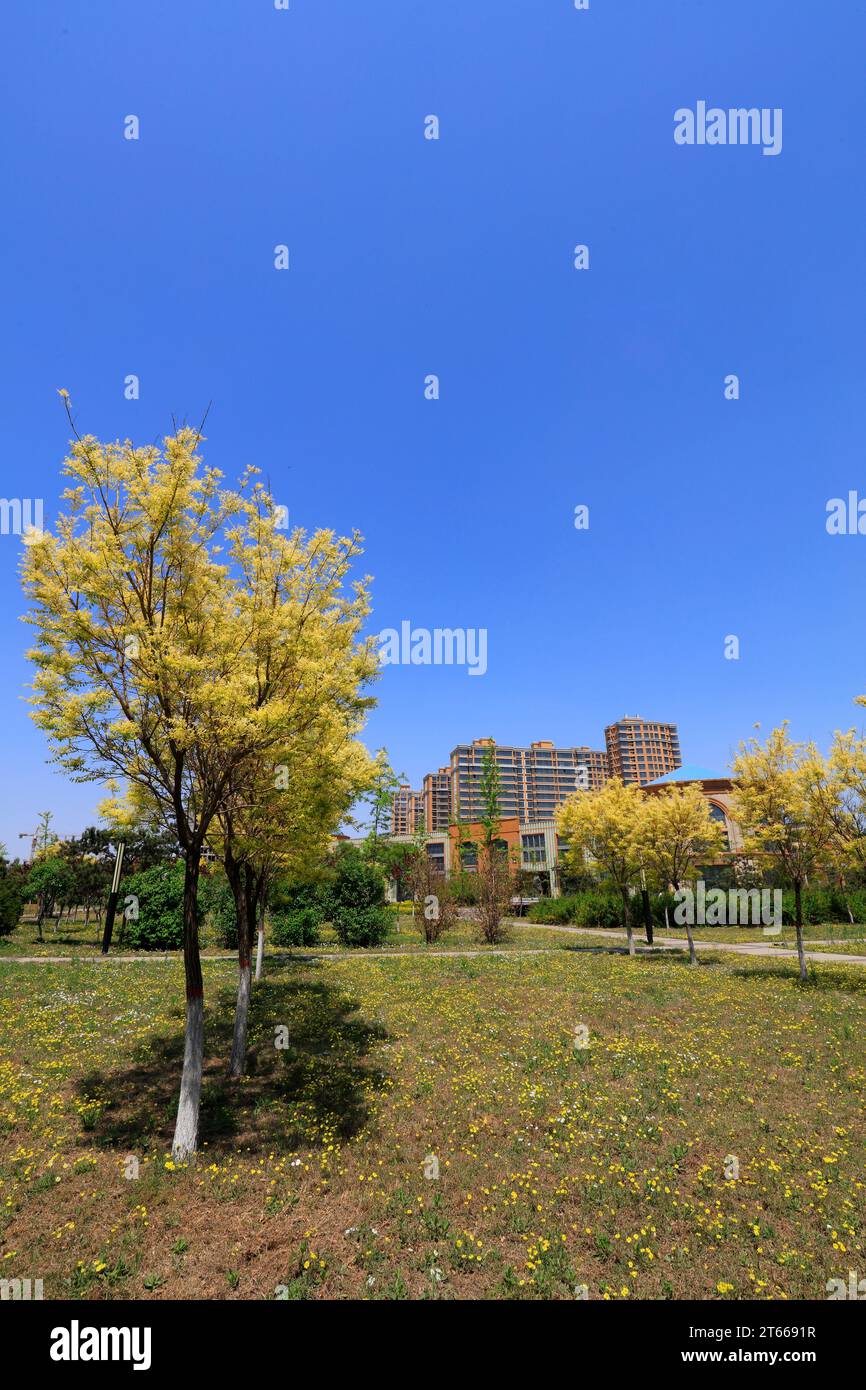 Park Plants and Distant Buildings Stock Photo - Alamy
