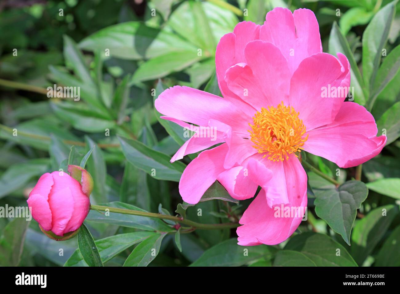 Paeonia lactiflora Pall Stock Photo - Alamy