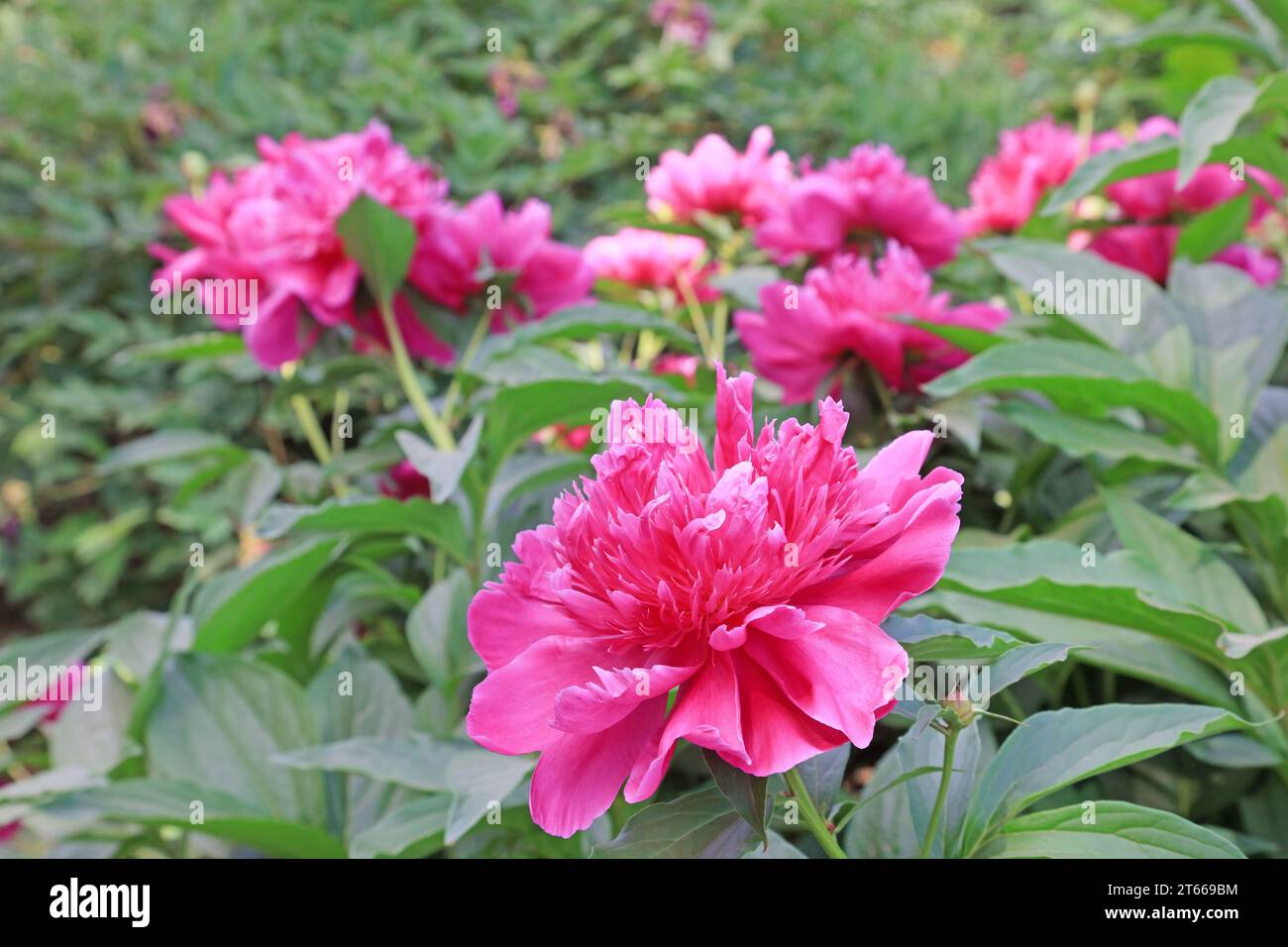 Paeonia lactiflora decorative hi-res stock photography and images - Alamy