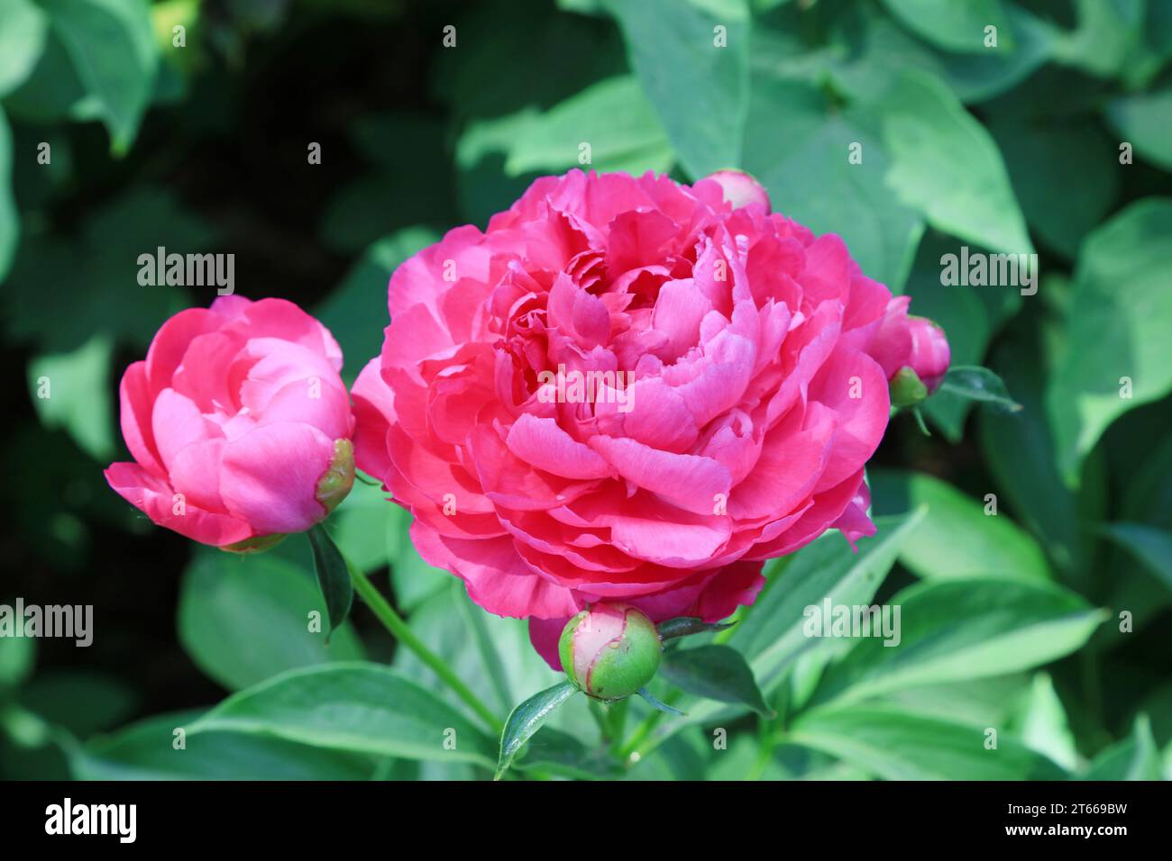 Paeonia lactiflora Pall Stock Photo - Alamy