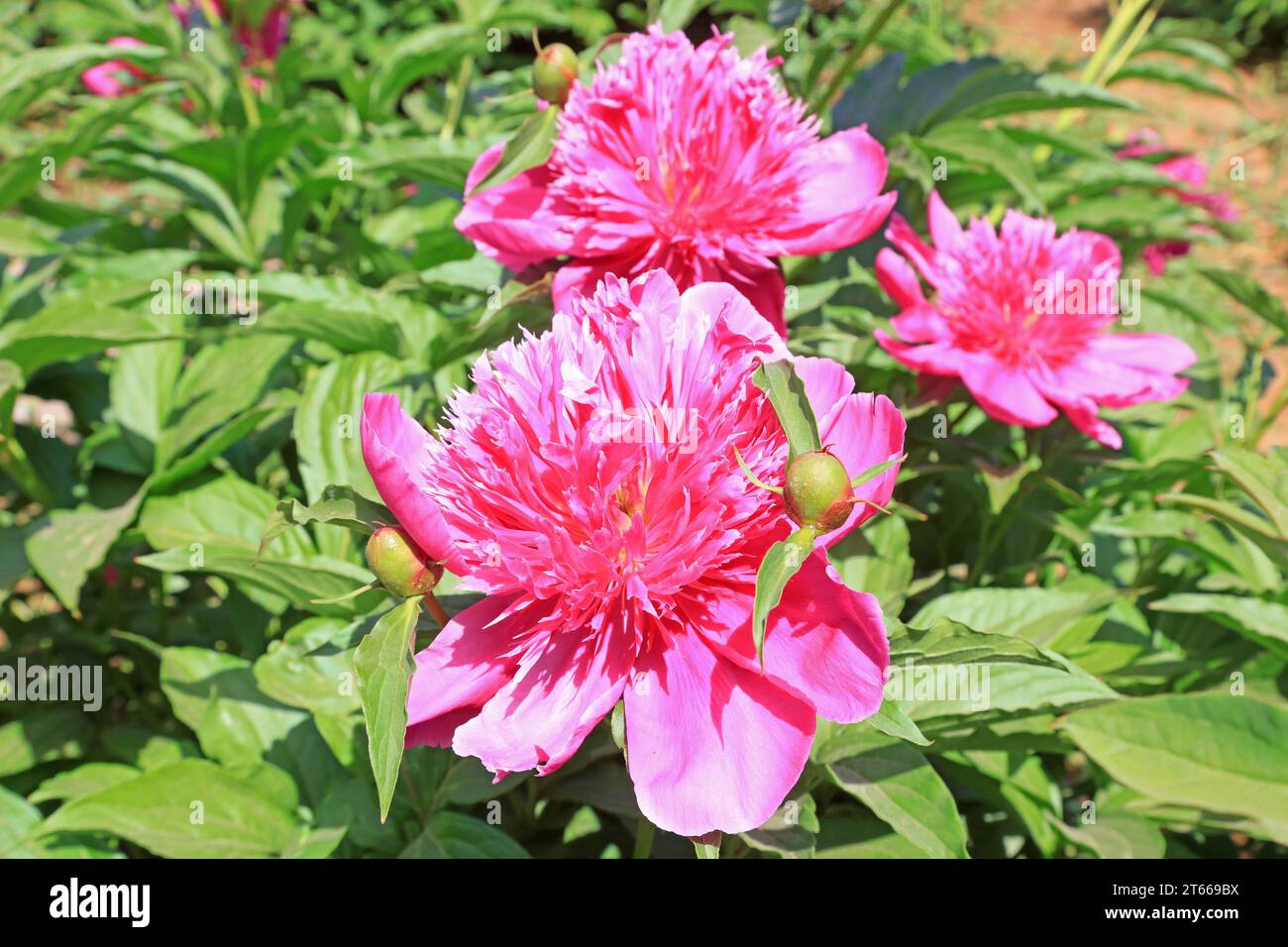 Paeonia lactiflora decorative hi-res stock photography and images - Alamy