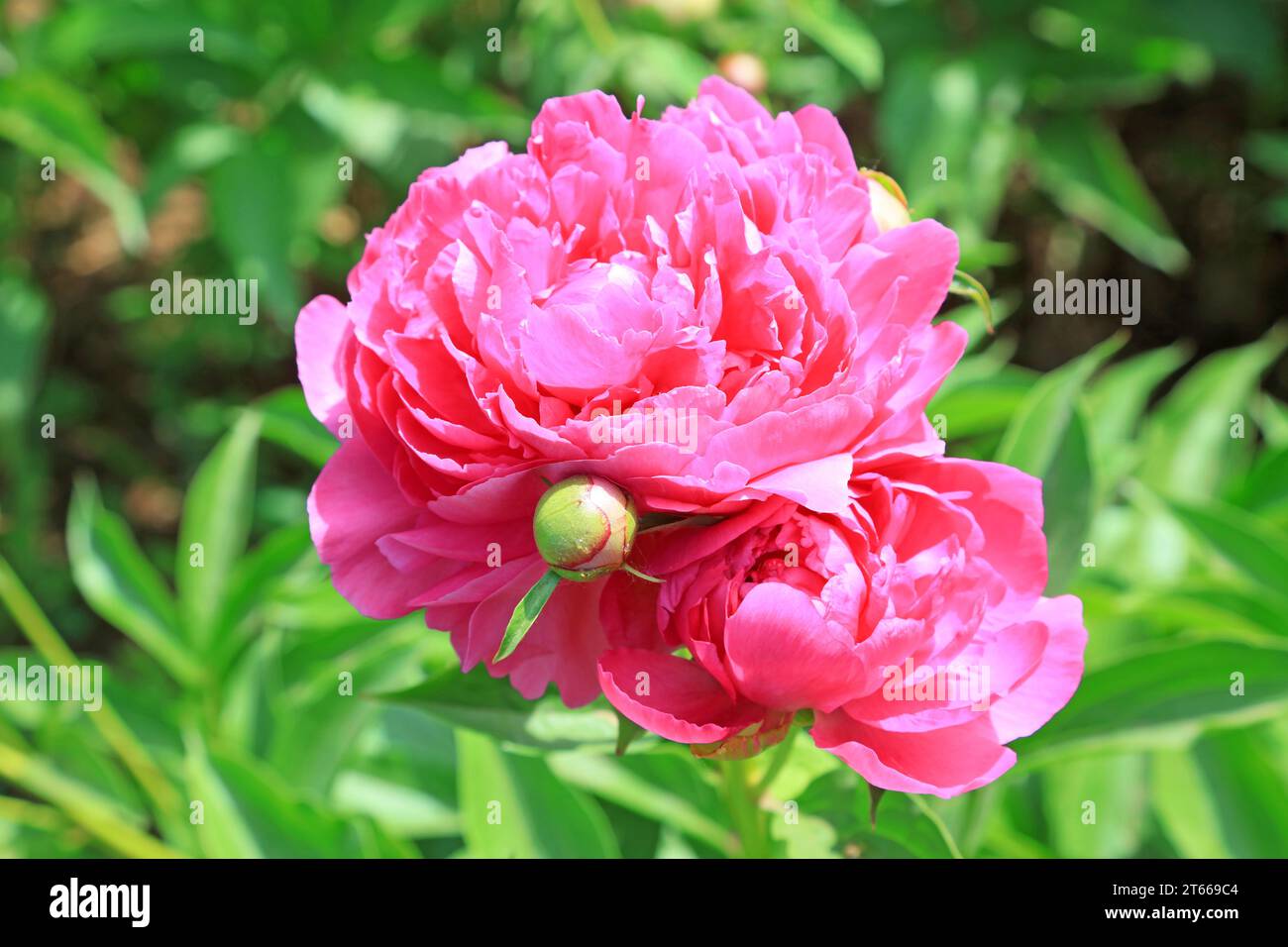 Paeonia lactiflora Pall Stock Photo - Alamy