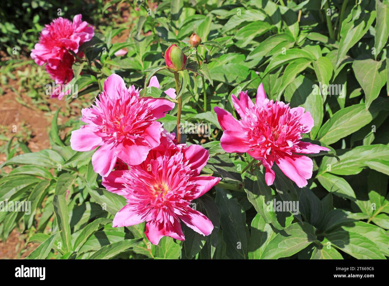 Paeonia lactiflora Pall Stock Photo - Alamy