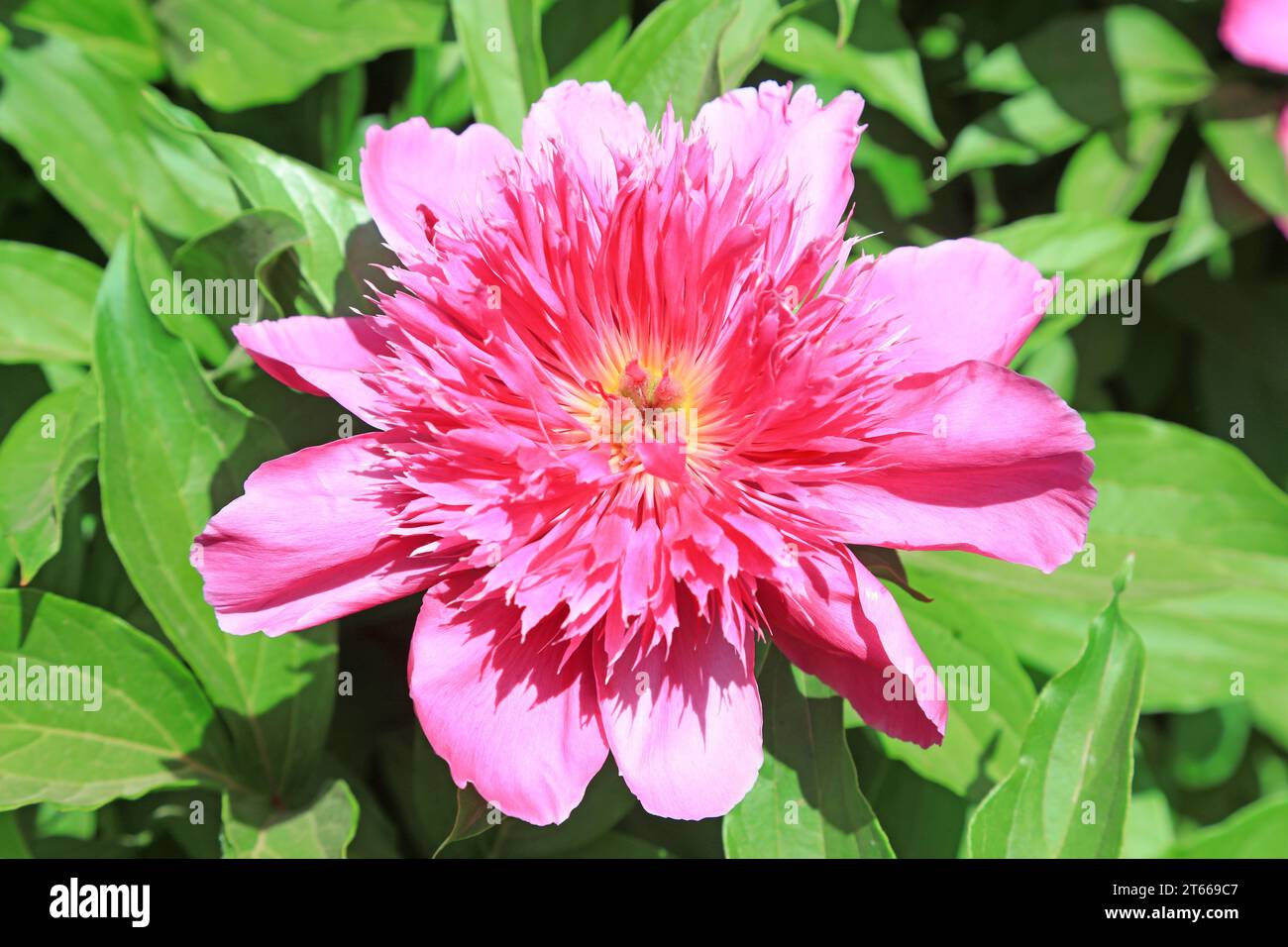 Paeonia lactiflora Pall Stock Photo - Alamy
