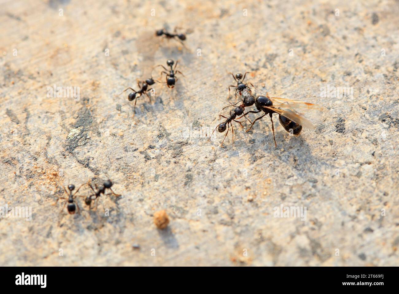 Ants fight each other Stock Photo - Alamy