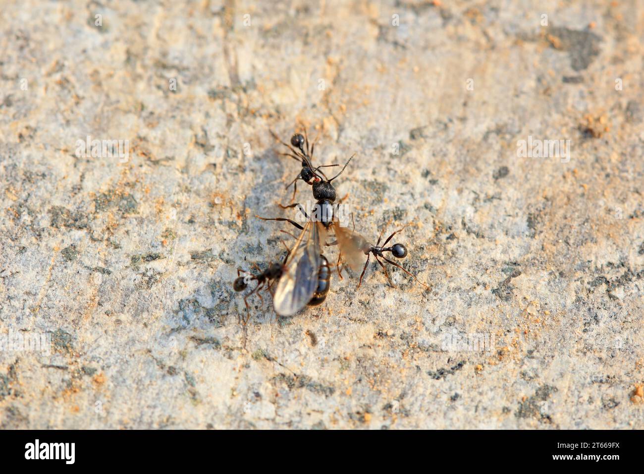 Ants fight each other Stock Photo - Alamy