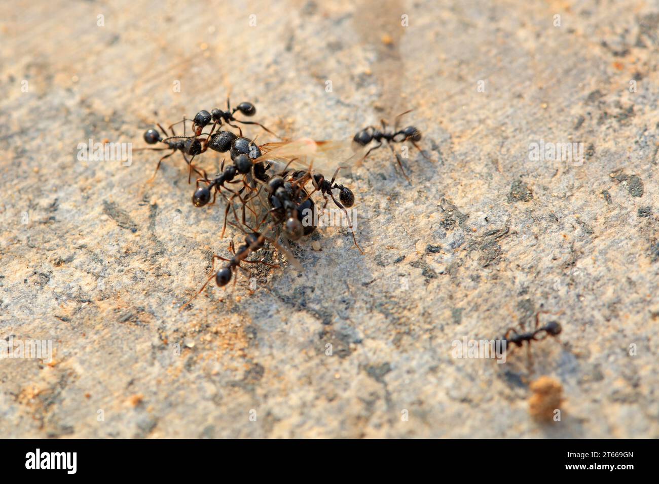 Ants fight each other Stock Photo - Alamy