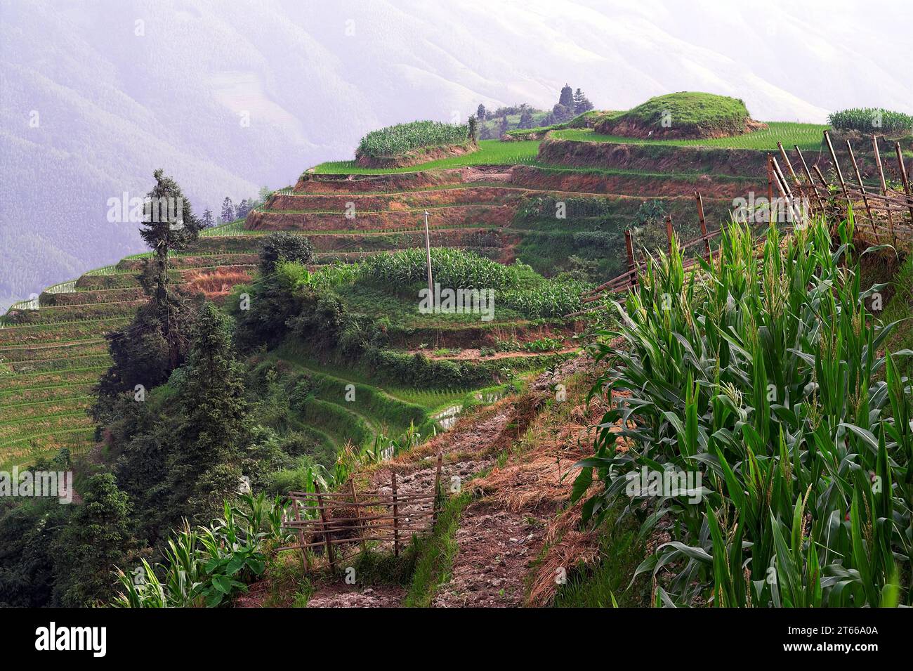 Tradicion historica de cultivo de arroz de china hi-res stock photography and images - Alamy
