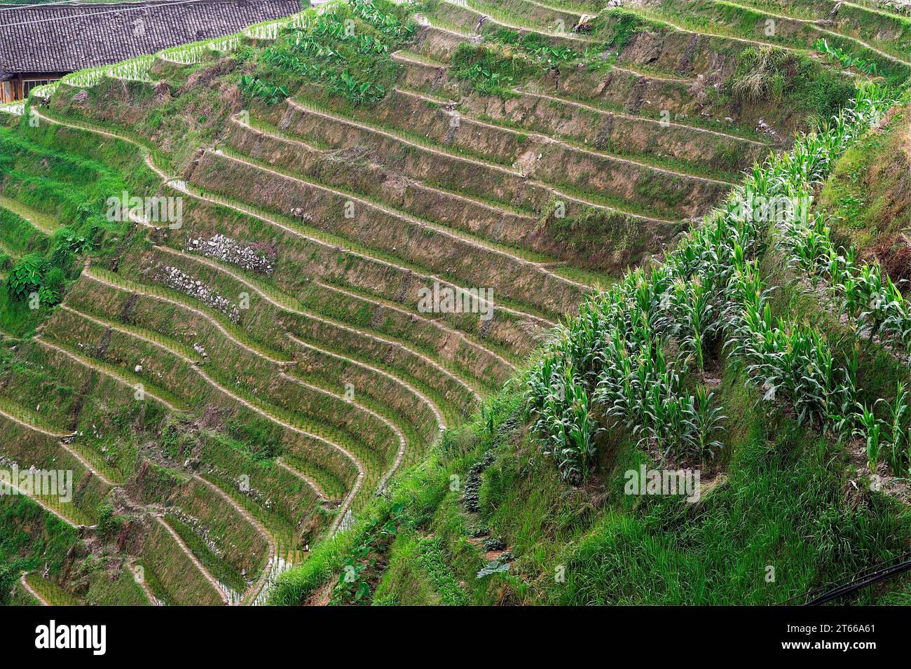 Agricultura tradicional china hi-res stock photography and images - Alamy