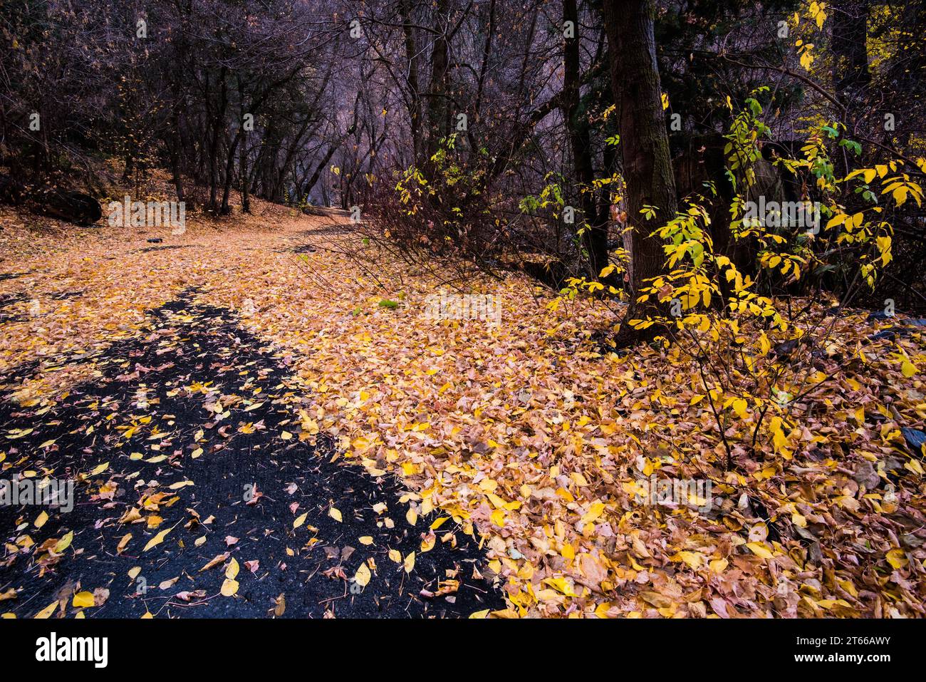 The last of the fall colors in late Autumn Stock Photo - Alamy