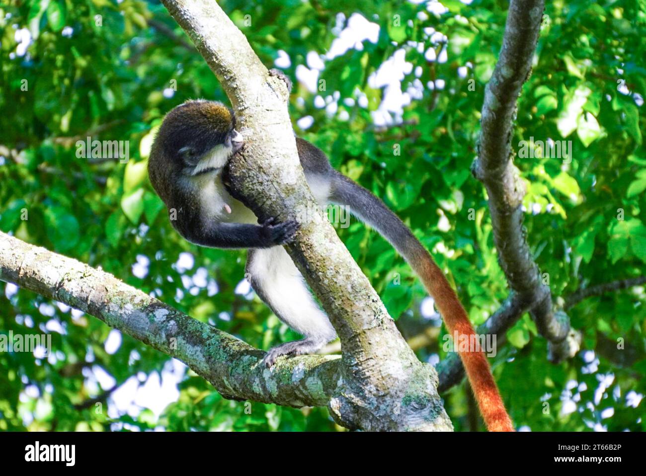 Red Tailed Monkey in Uganda Stock Photo - Alamy