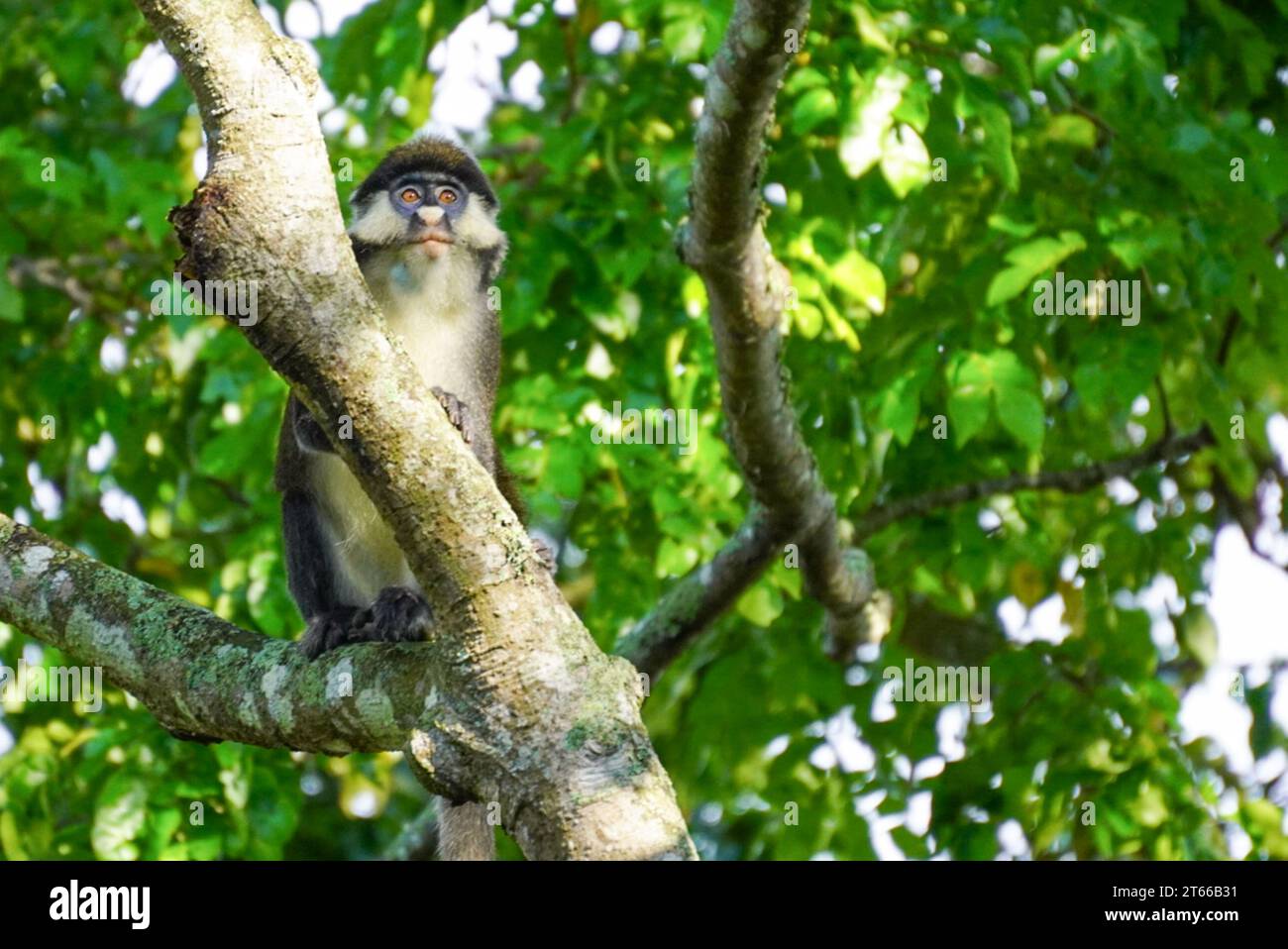 Red Tailed Monkey in Uganda Stock Photo - Alamy