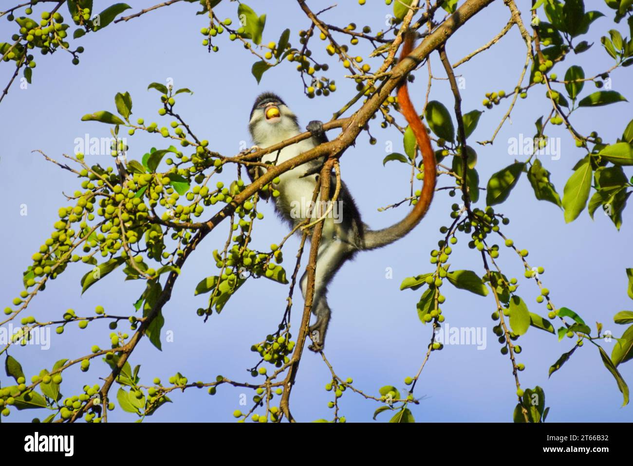 Red Tailed Monkey in Uganda Eating Fruit Stock Photo - Alamy