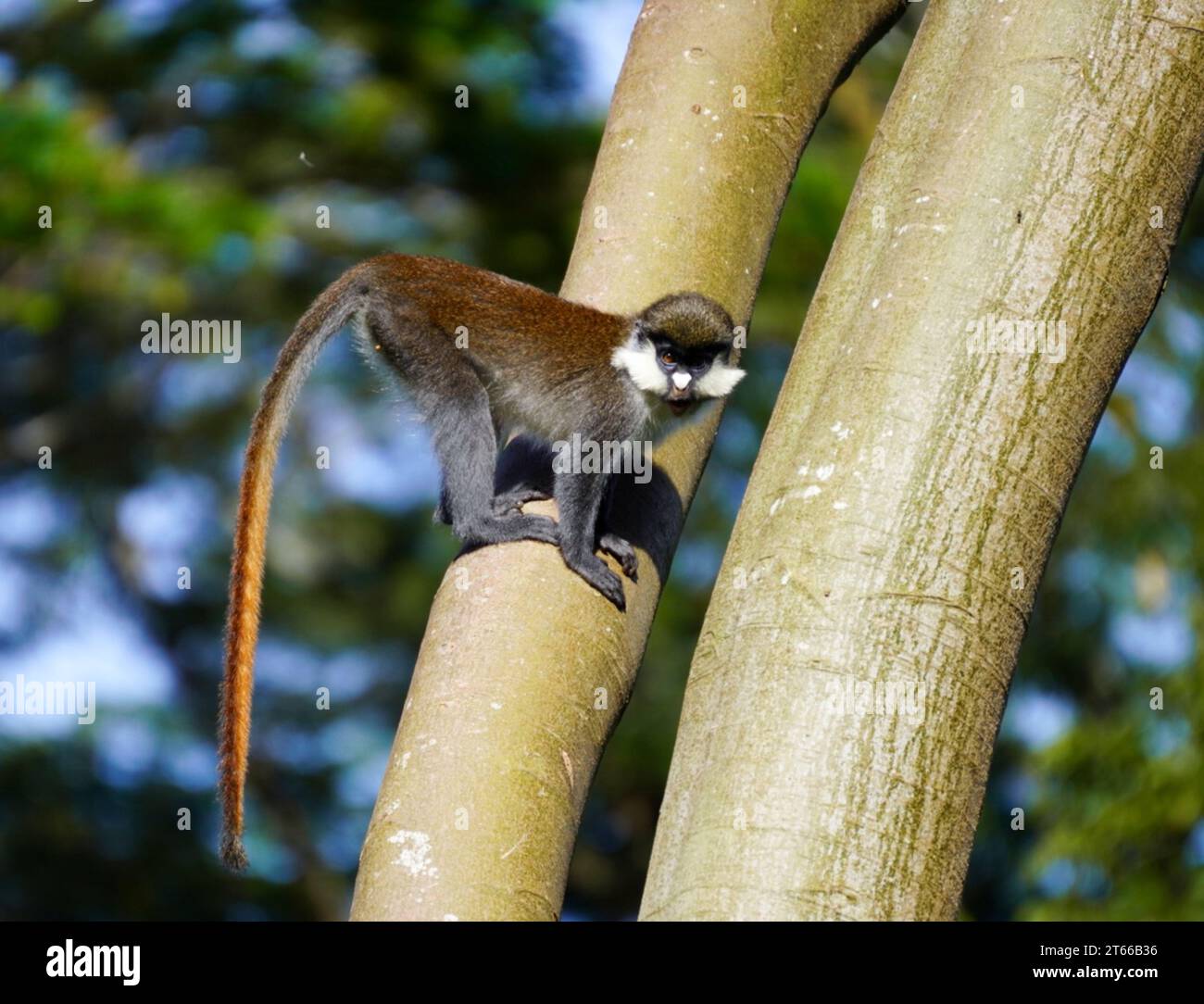 Red Tailed Monkey in Uganda Stock Photo - Alamy