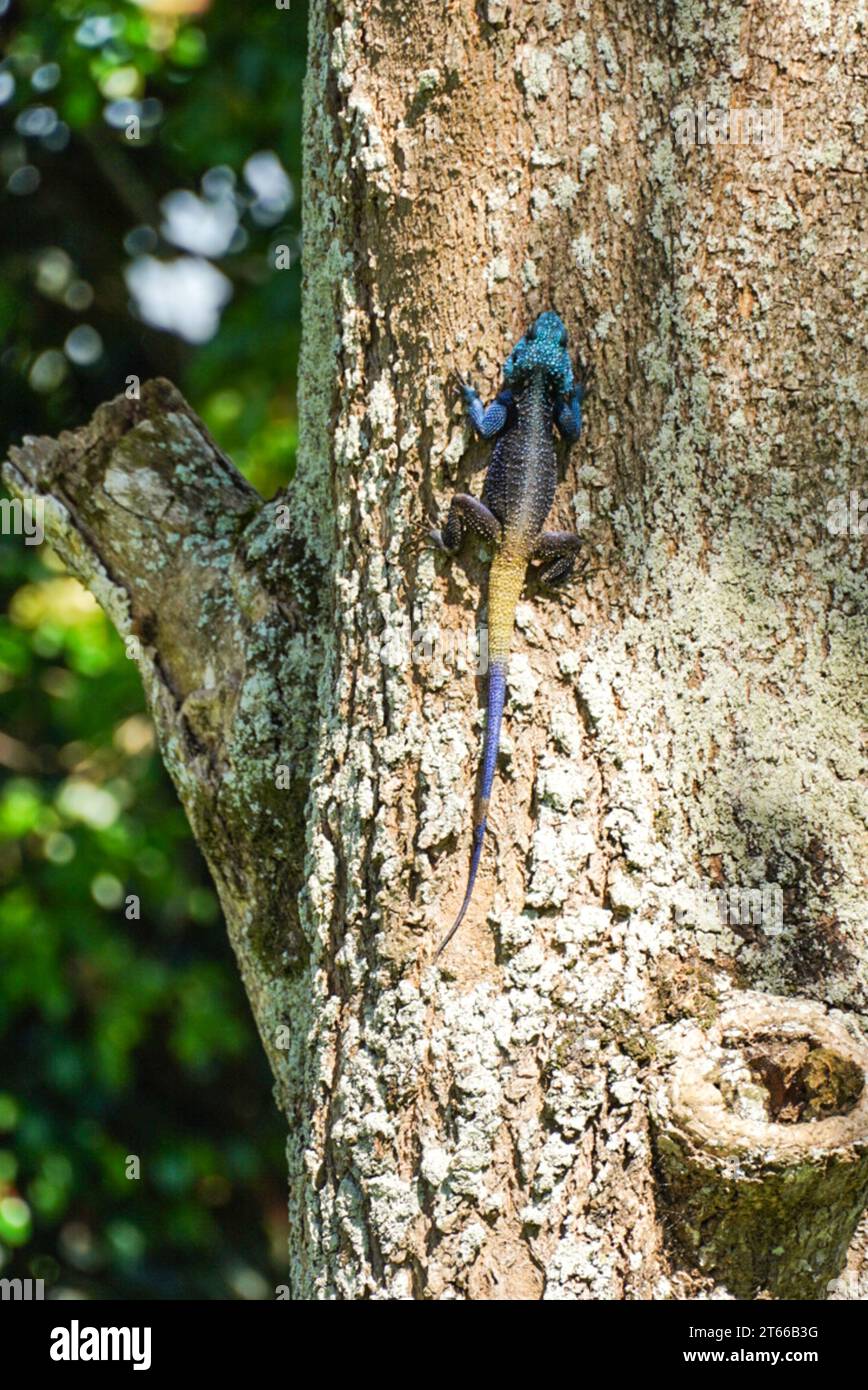 Blue head lizard hi-res stock photography and images - Alamy
