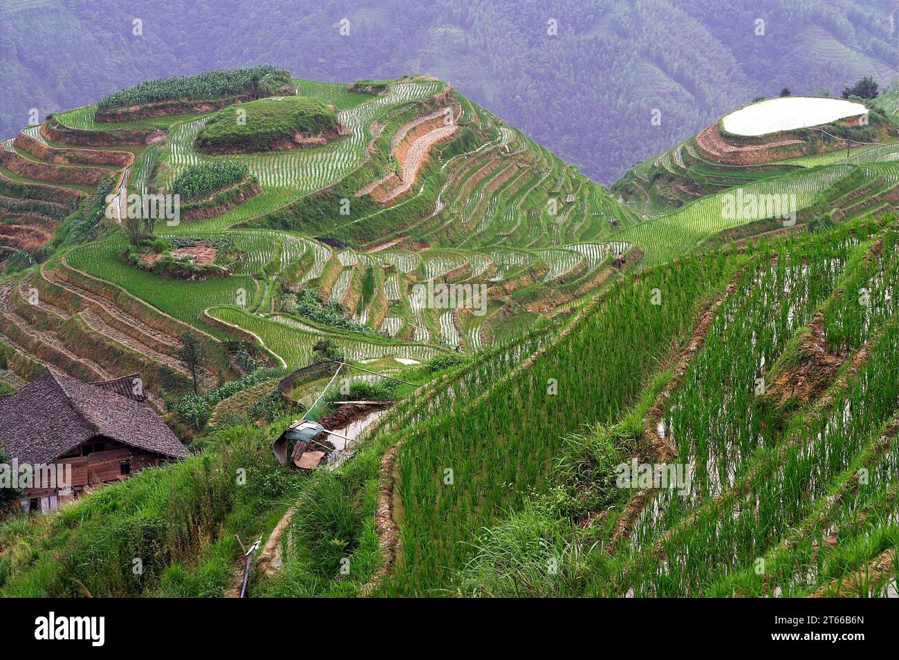 Agricultura en china hi-res stock photography and images - Alamy