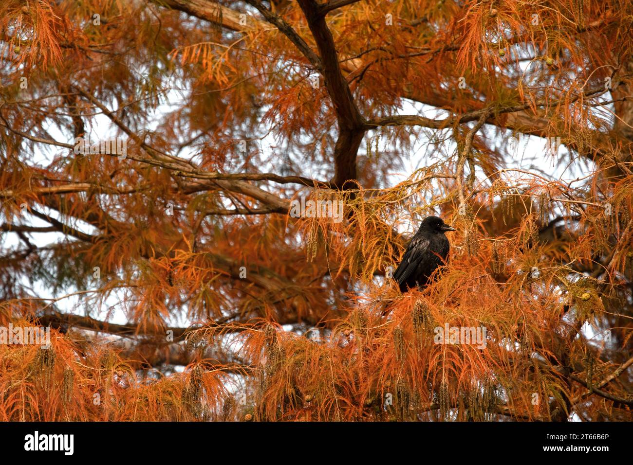 A single raven in a swamp cypress in fall, fall colours, horizontal ...