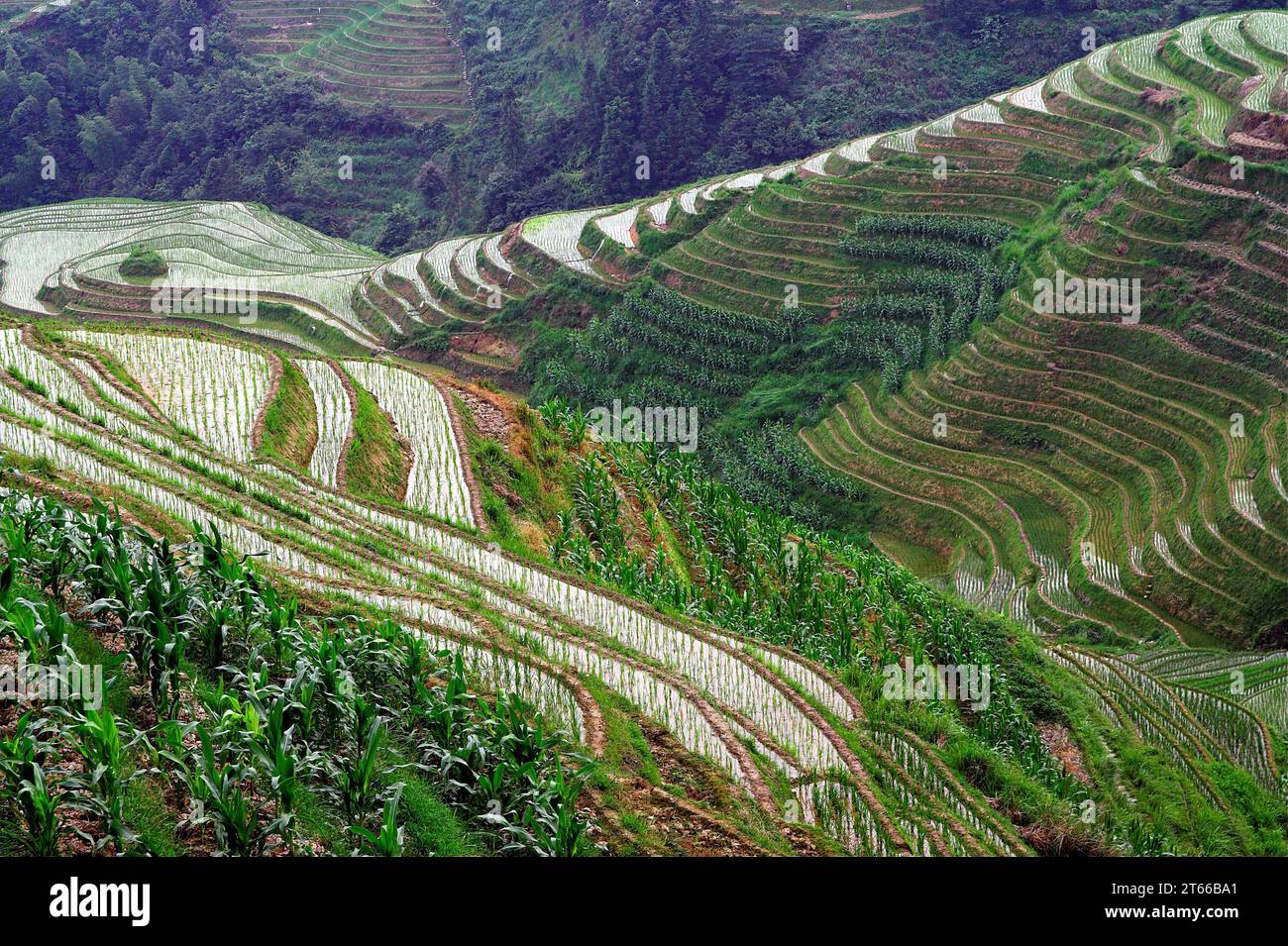 Tradicion historica de cultivo de arroz de china hi-res stock photography and images - Alamy
