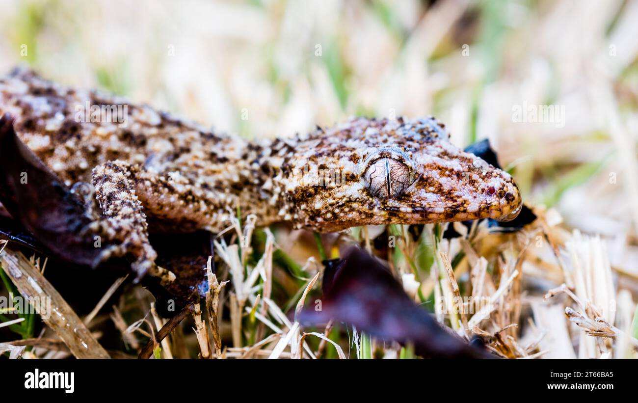 Natural camouflage of leaf-tailed gecko into its surroundings Stock ...