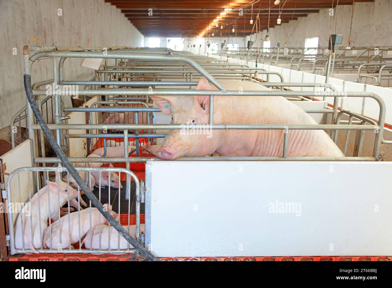 Breeding sows hi-res stock photography and images - Alamy
