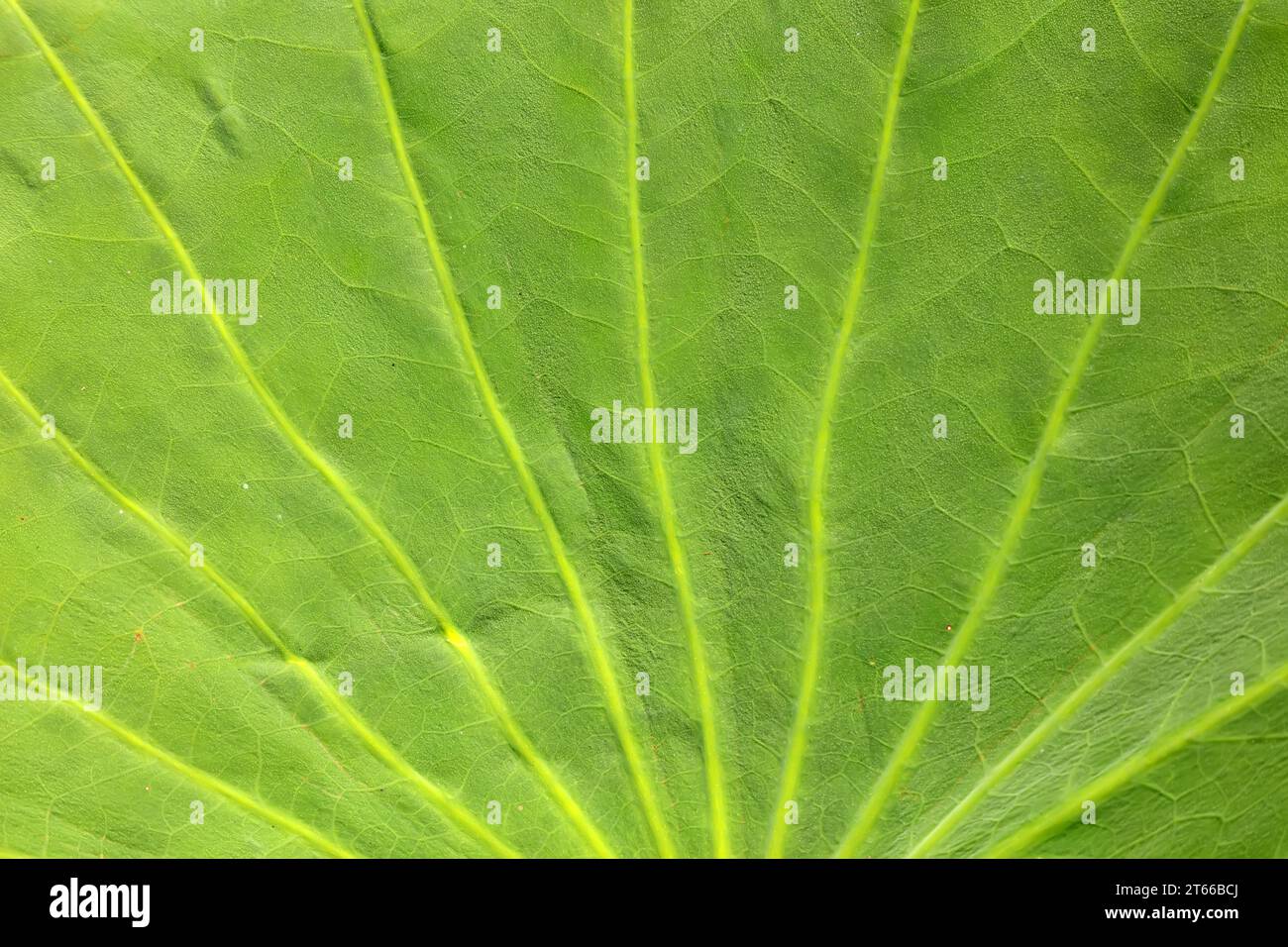 Lotus leaf texture, Close-up photo Stock Photo - Alamy