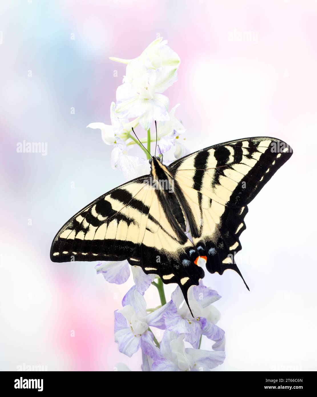 Macro of a Western Tiger Swallowtail butterfly (Papilio rutulus ...