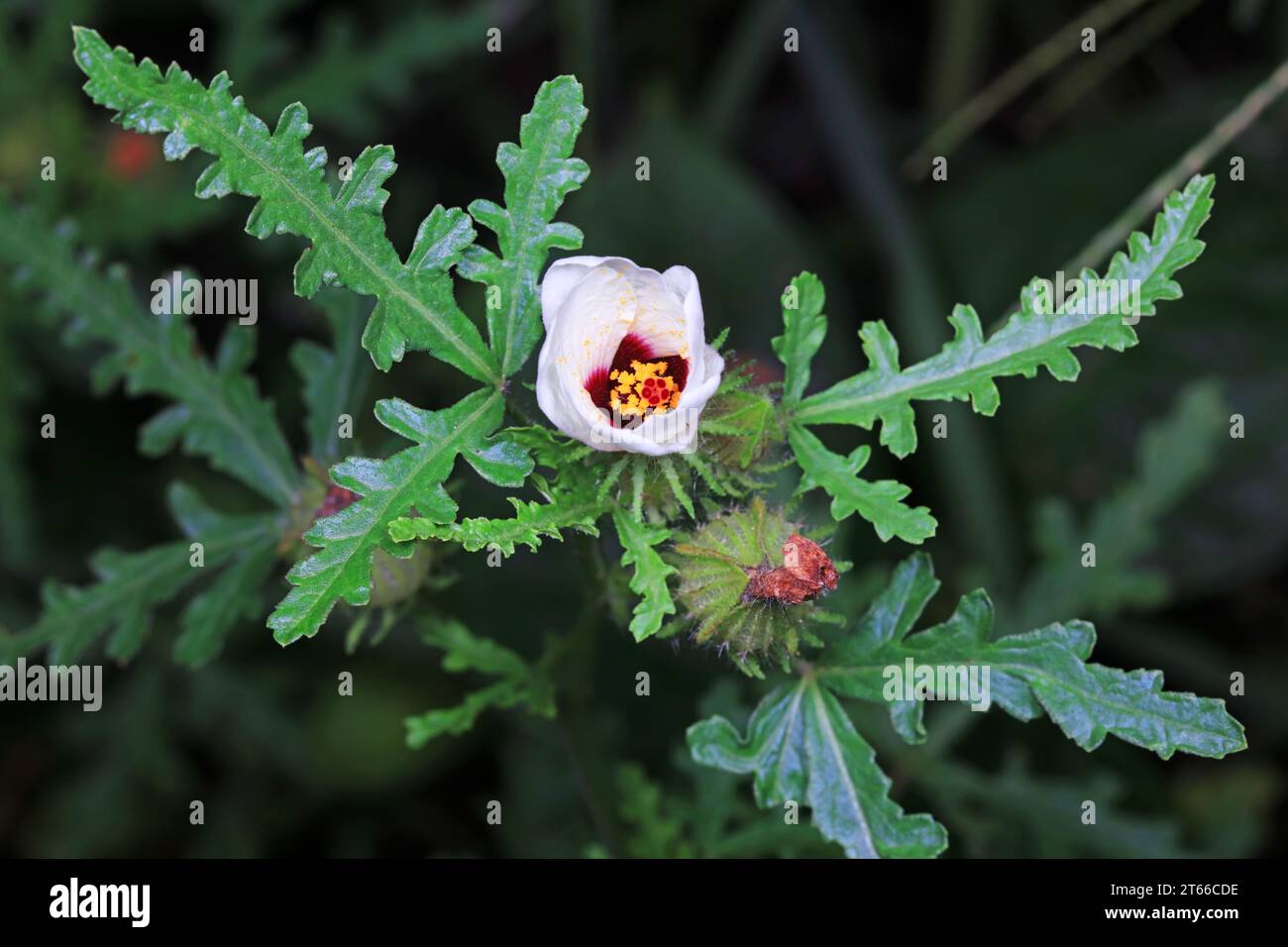 Flower of wild watermelon seedling of Malvaceae Stock Photo - Alamy